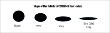 Transitioning To Natural Hair And Understanding Your Curly Hair
