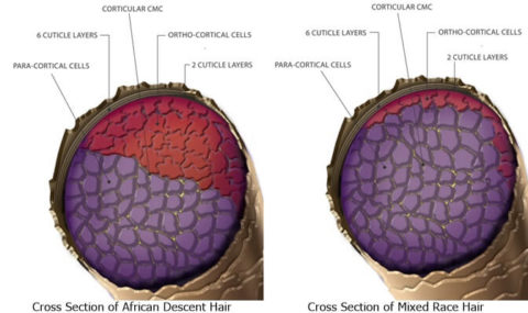 Cross Section of Mixed and African Hair | Curly Hair Lounge